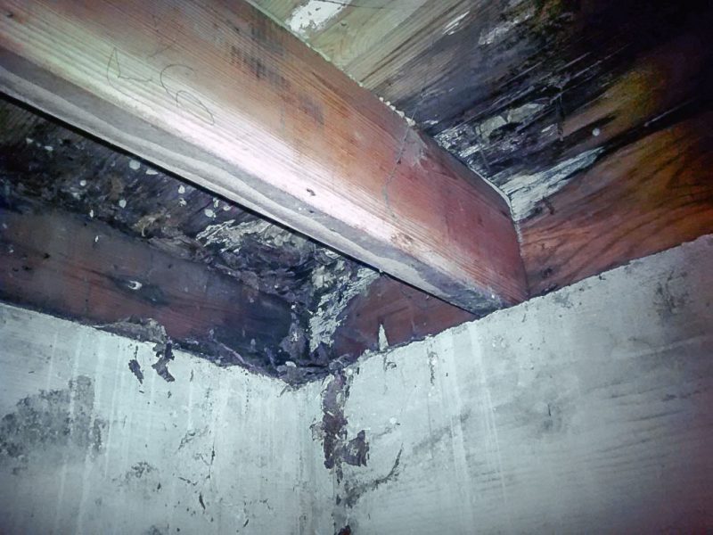 Troubles Under the Floor - BPC Pest Control